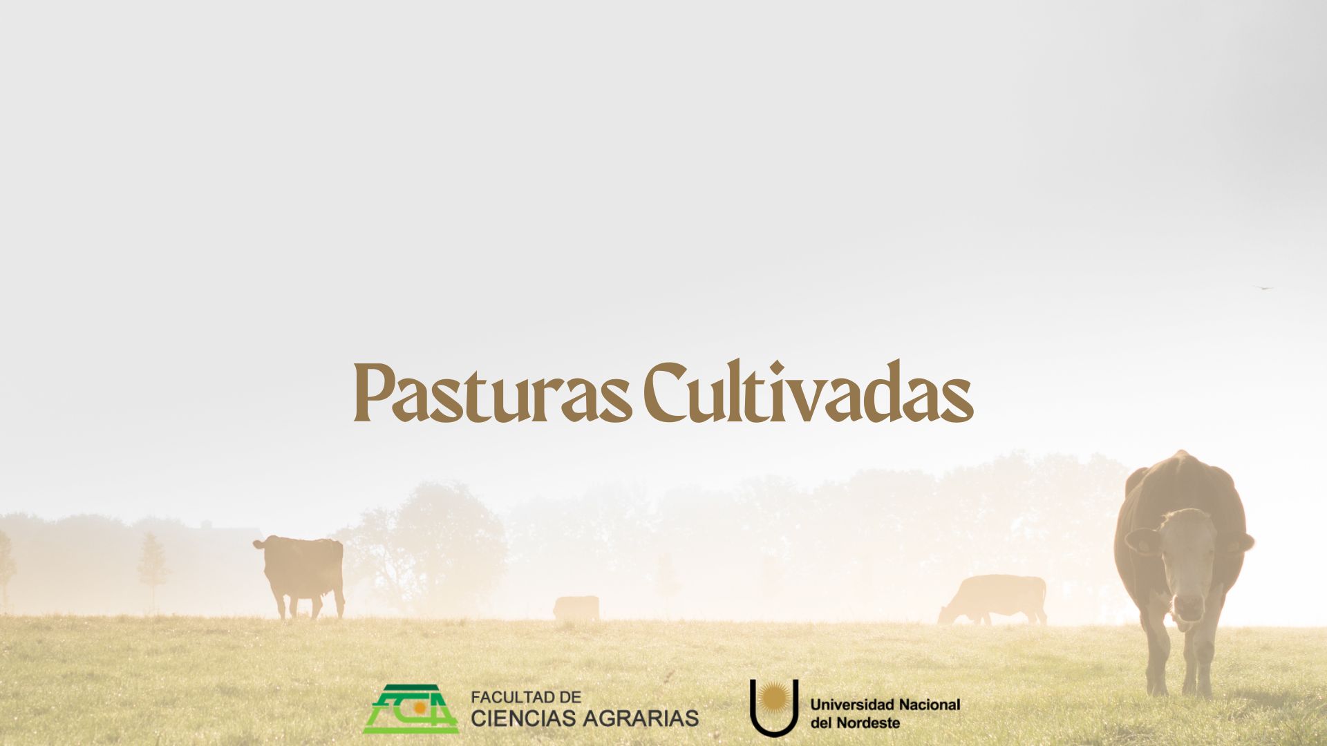 PACU25 | UNNE Virtual
